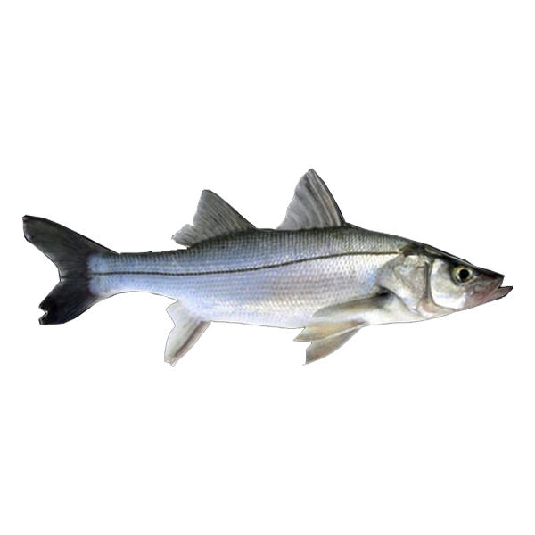 Peixes Frescos – Armazém do Peixe